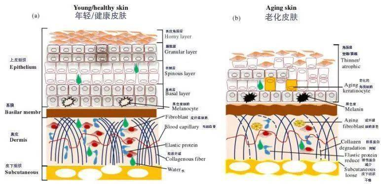 9类食物加速皮肤衰老 一定要少吃-凯风网